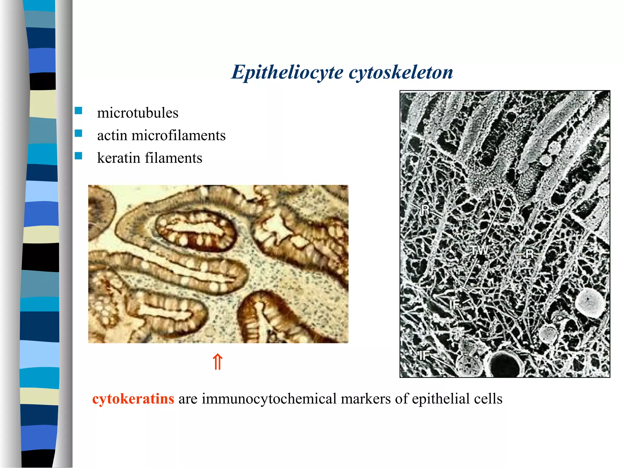 Epithelial tissues | PPT