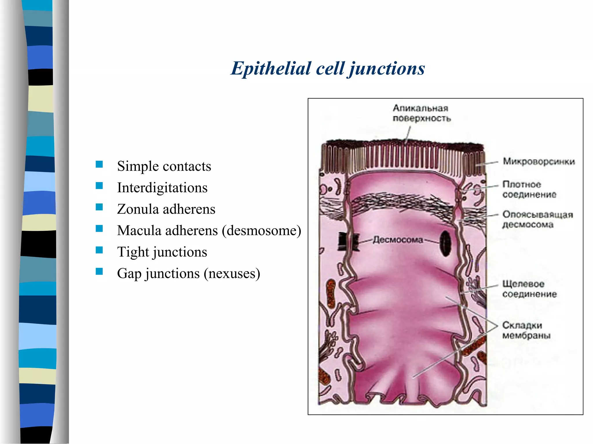 Epithelial tissues | PPT