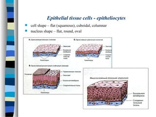 Epithelial Tissue Diagram Labelled