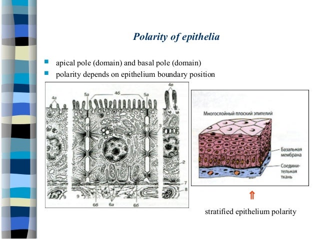 Epithelial tissues