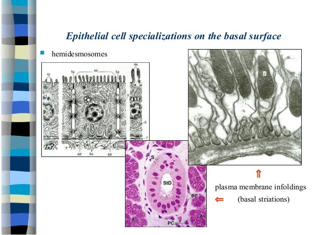 Epithelial tissues