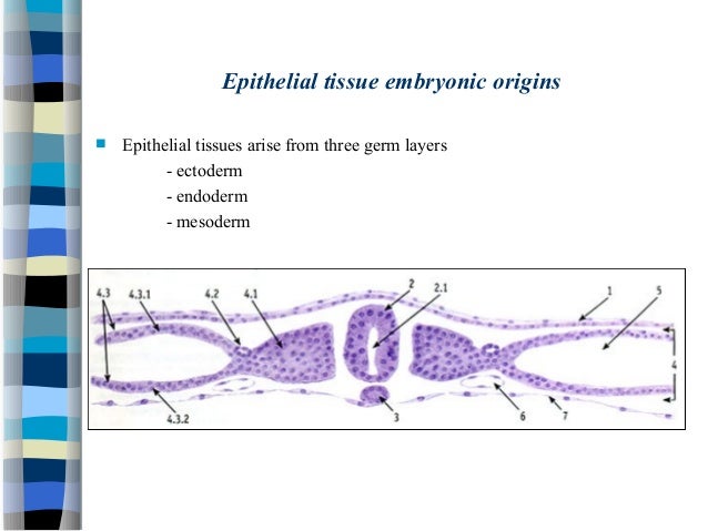 Epithelial tissues