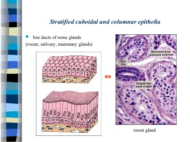 Epithelial tissues