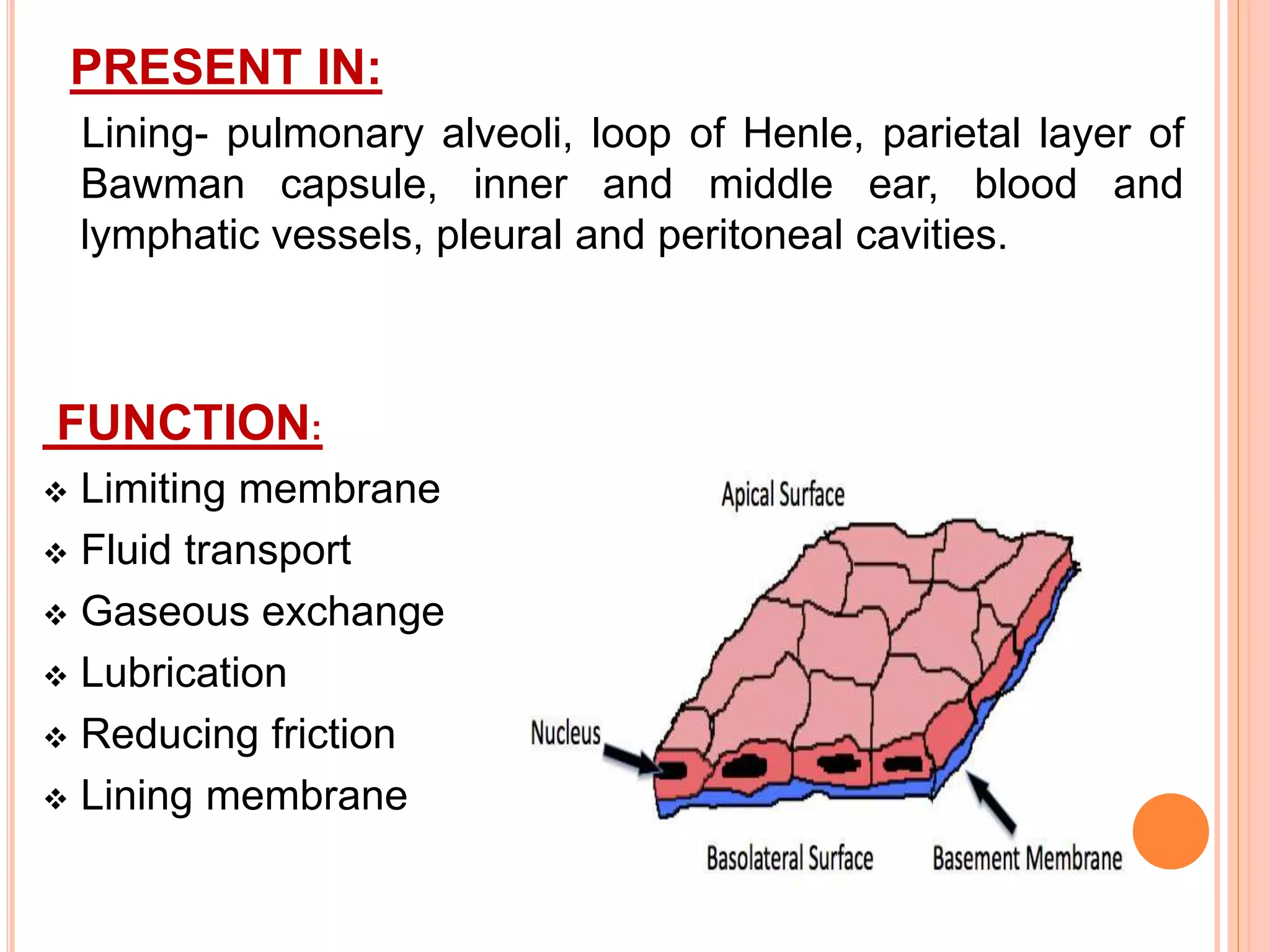 epithelial tissues .pdf