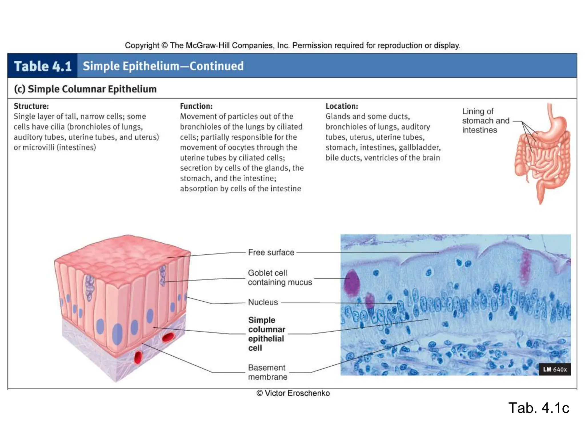 EPITHELIAL TISSUES IN NURSING SCIENCE AG | PPT