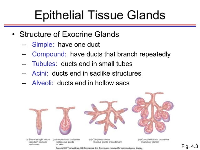EPITHELIAL TISSUES IN NURSING SCIENCE AG | PPT