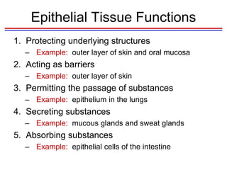 EPITHELIAL TISSUES IN NURSING SCIENCE AG | PPT