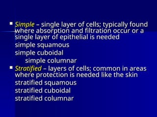 epithelial_tissues of living organisms with detail.ppt
