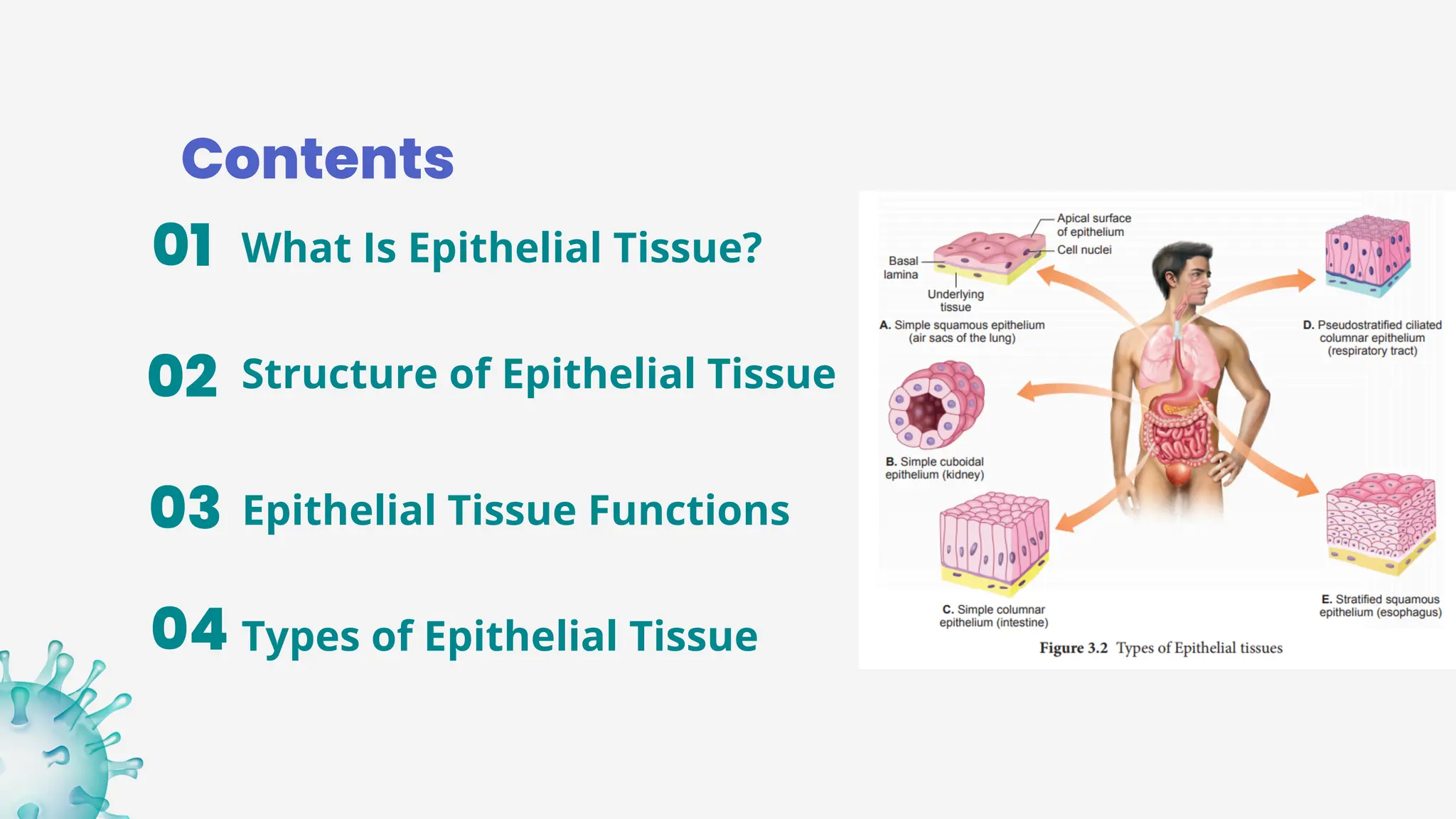 Epithelial Tissues: Structure, Types, and Functions | PDF