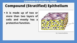 Epithelial Tissues: Structure, Types, and Functions | PDF