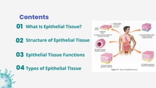 Epithelial Tissues: Structure, Types, and Functions | PDF
