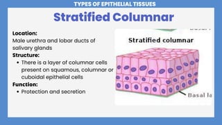 Epithelial Tissues: Structure, Types, and Functions | PDF