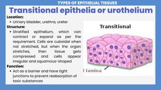 Epithelial Tissues: Structure, Types, and Functions | PDF