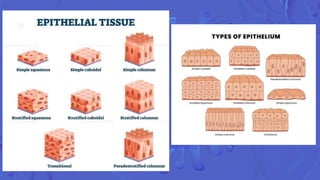 Epithelial Tissues: Structure, Types, and Functions | PDF