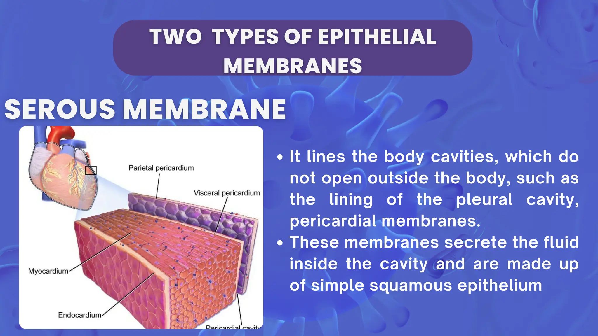Epithelial Tissues - explain different types of tissues.pdf