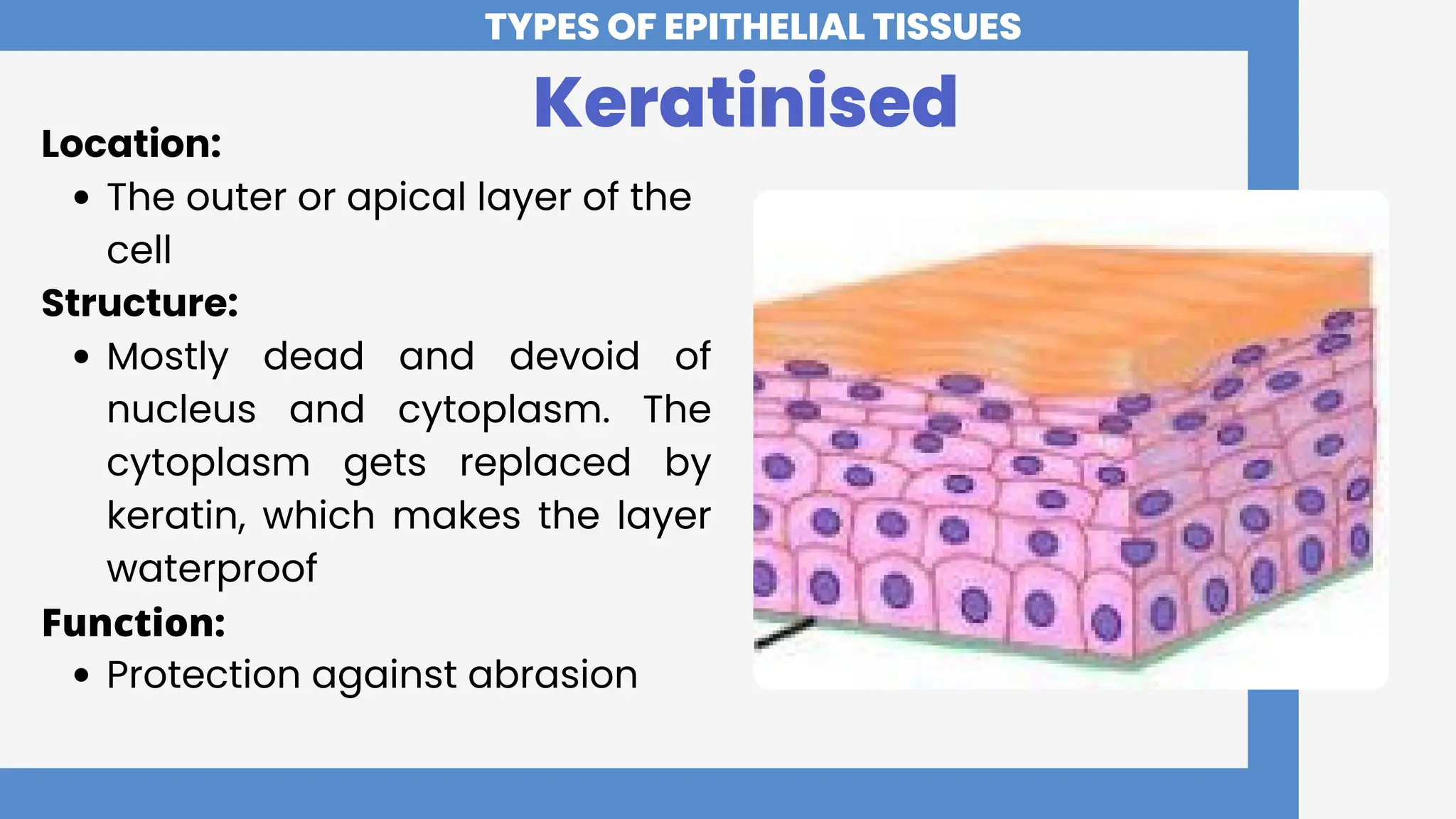 Epithelial Tissues - explain different types of tissues.pdf