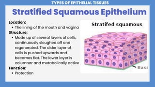 Epithelial Tissues - explain different types of tissues.pdf