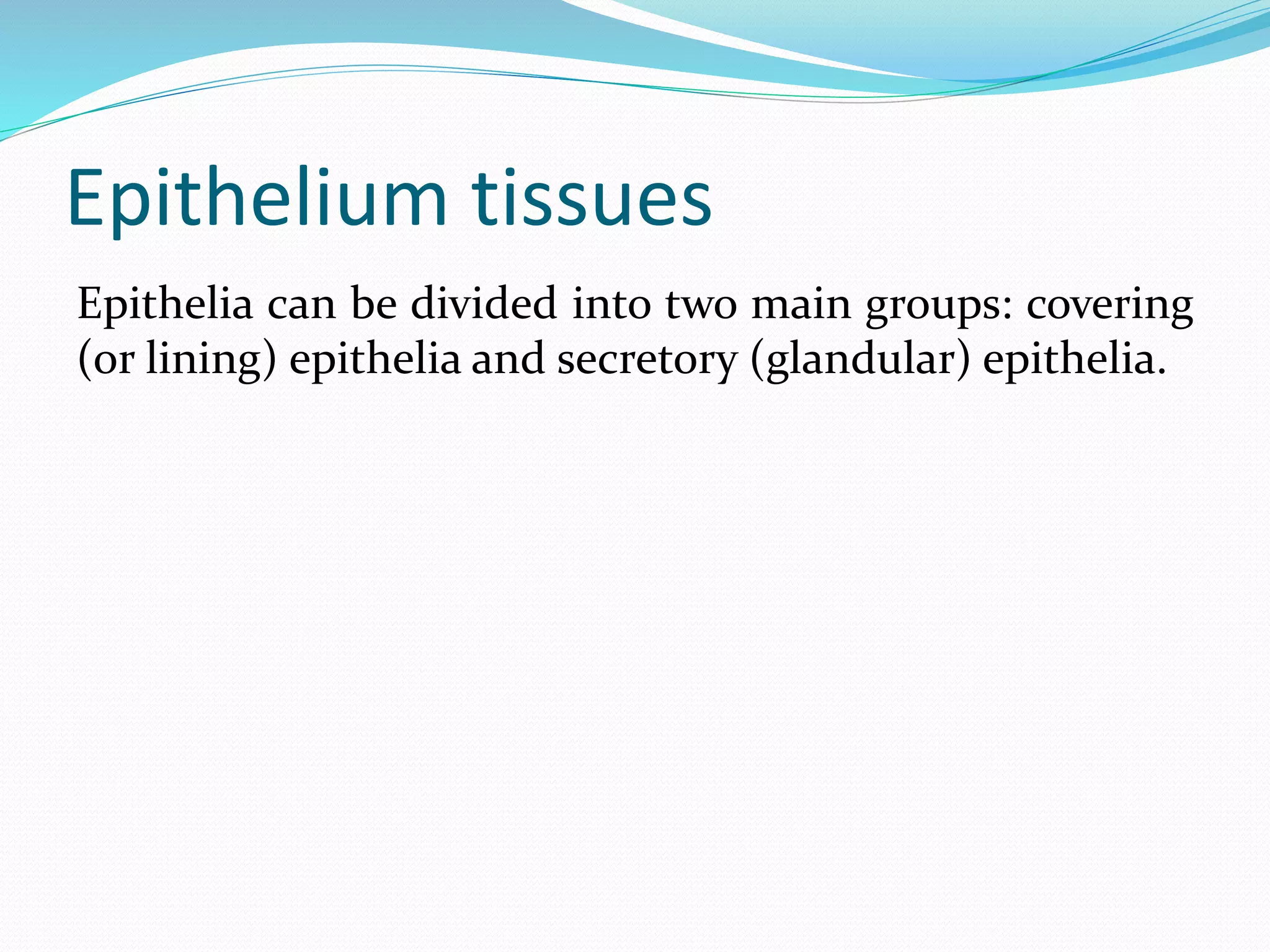 Epithelial tissues- histology | PPTX