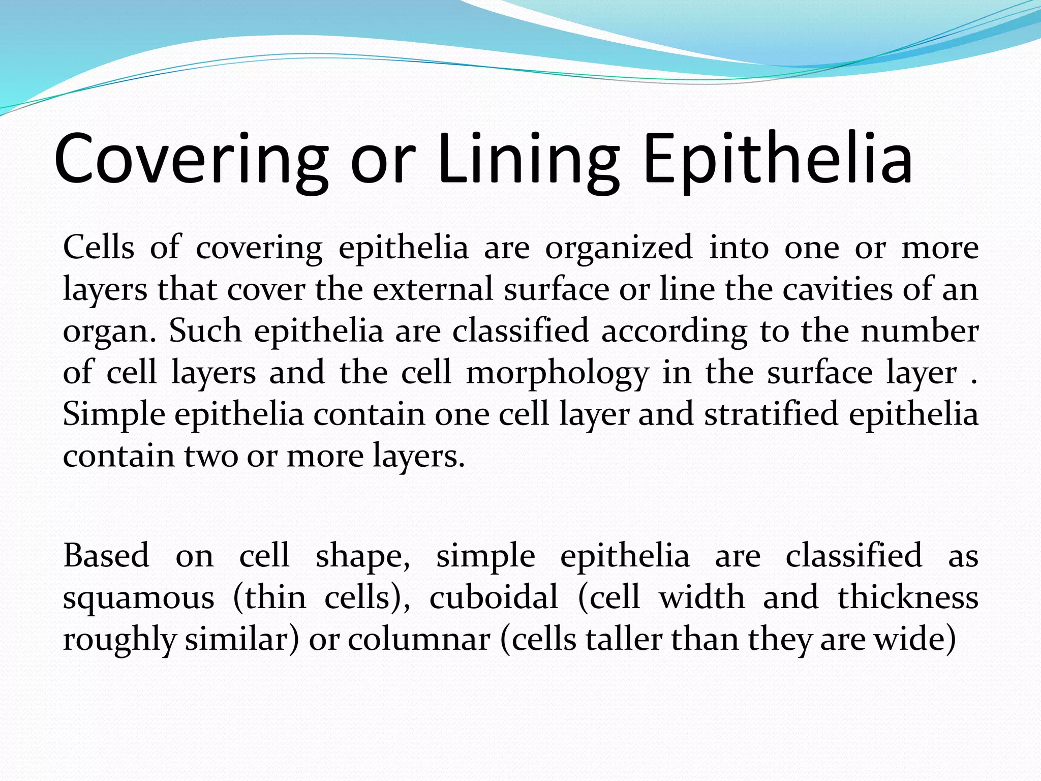 Epithelial tissues- histology | PPTX
