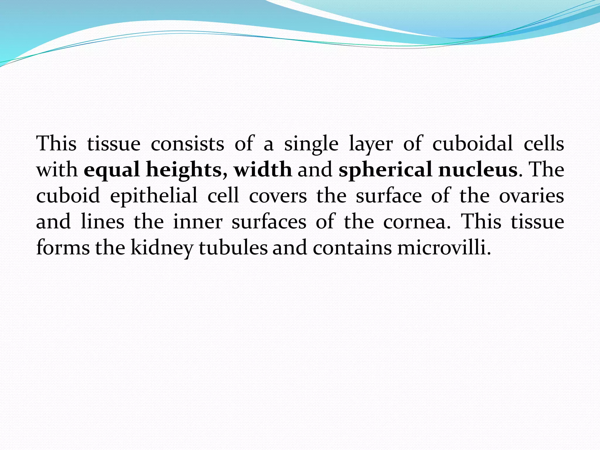 Epithelial tissues- histology | PPTX