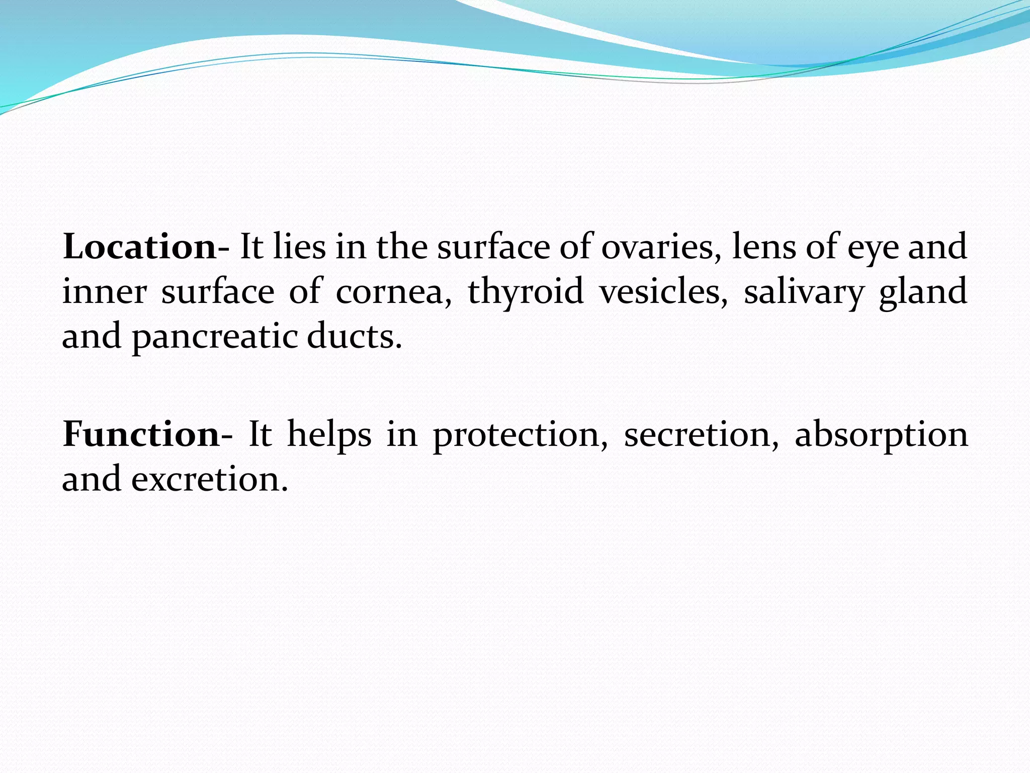 Epithelial tissues- histology | PPTX