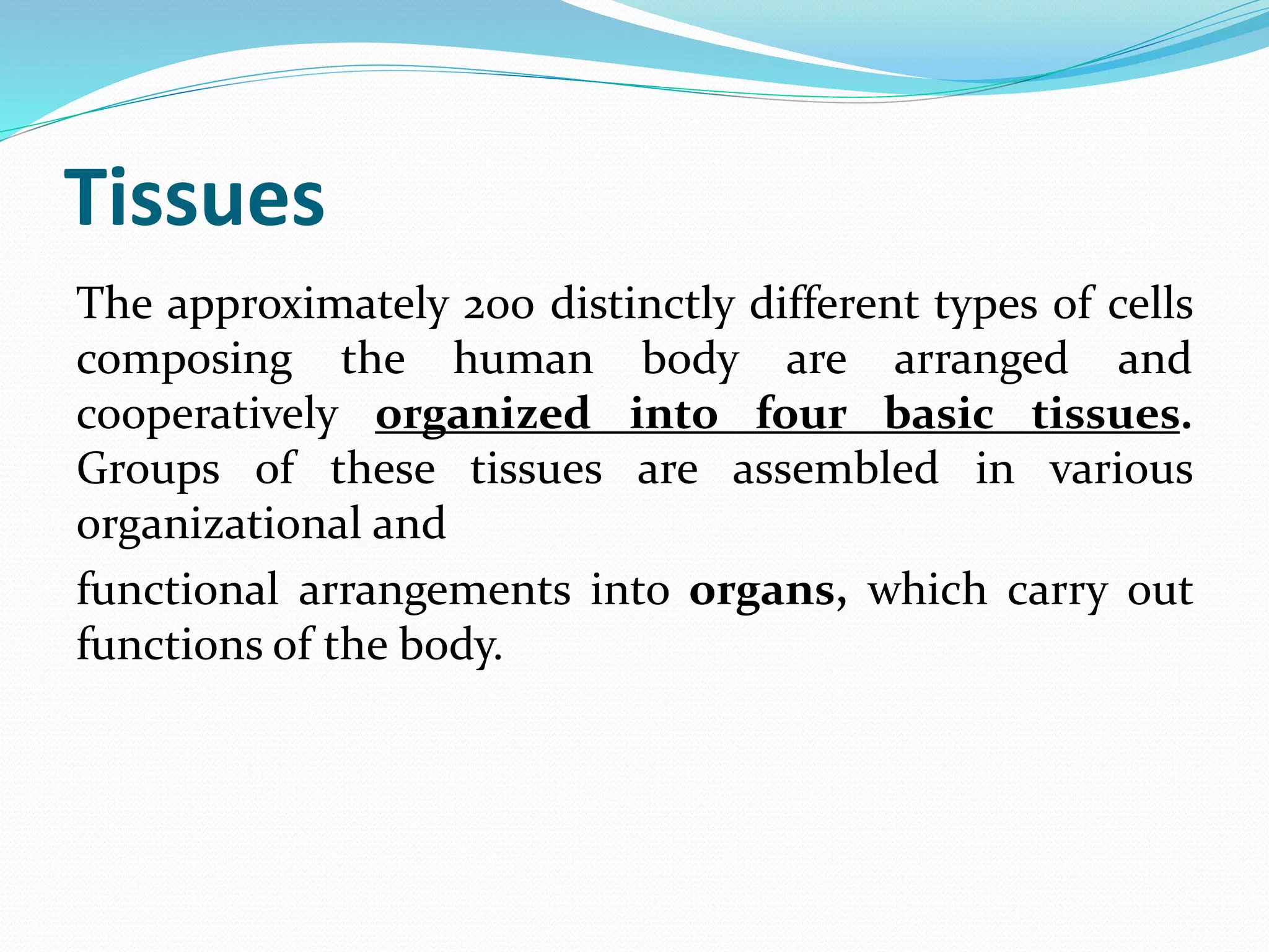Epithelial tissues- histology | PPTX