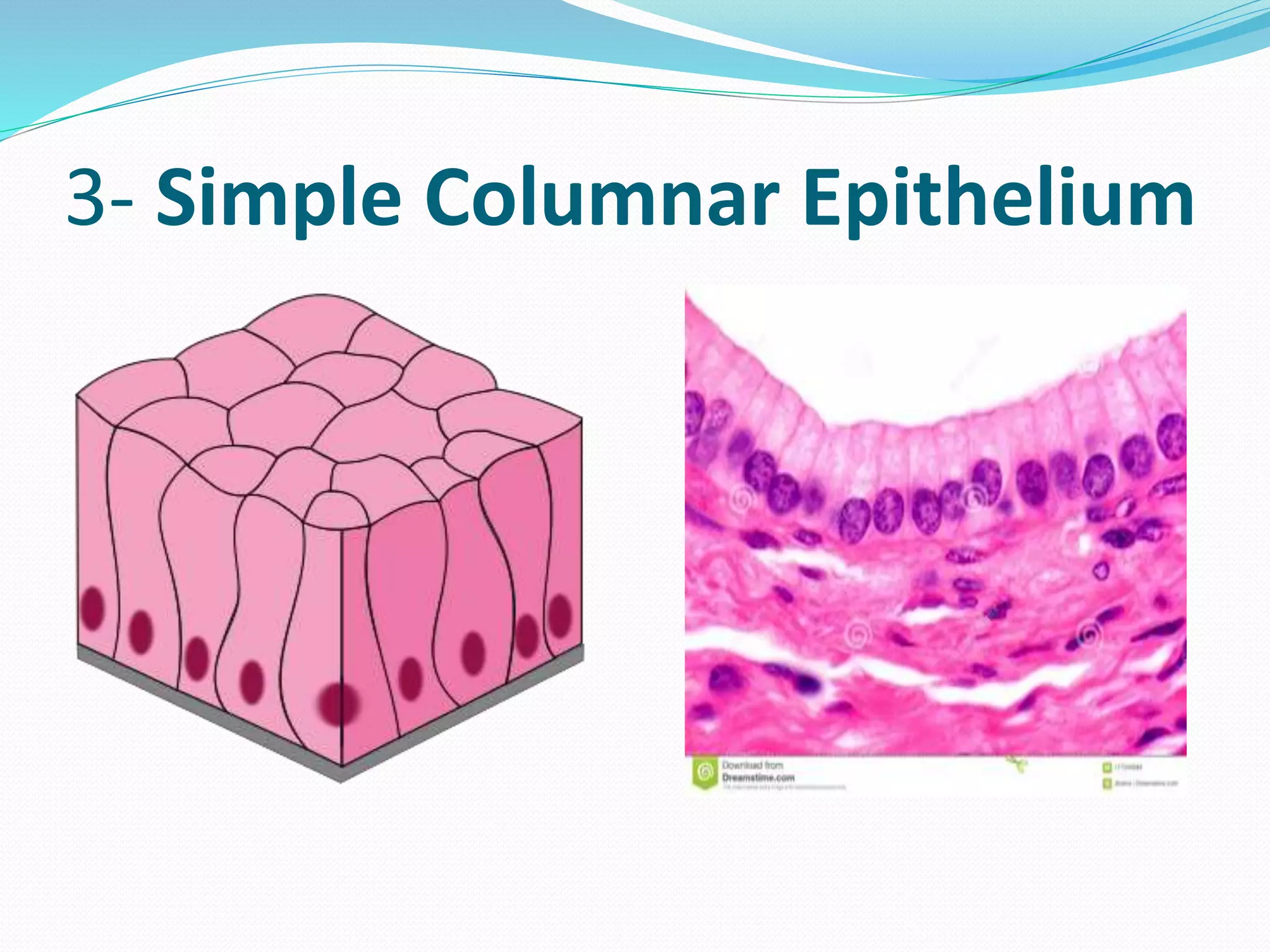 Epithelial tissues- histology | PPTX