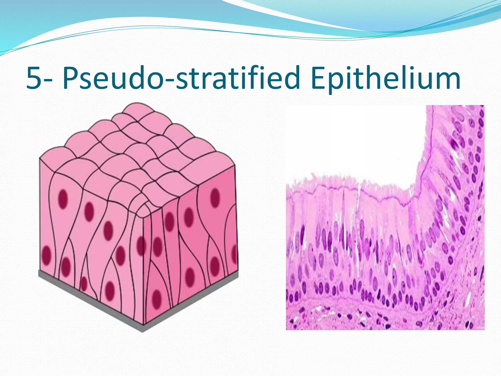 Epithelial tissues- histology | PPTX | Biological Sciences | Science
