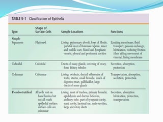 Epithelial tissues- histology | PPTX | Biological Sciences | Science