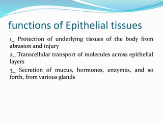 Epithelial tissues- histology | PPTX | Biological Sciences | Science