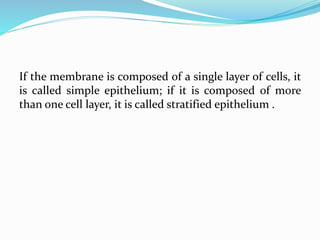Epithelial tissues- histology | PPTX | Biological Sciences | Science