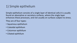 Epithelial Tissue | PPTX | Skin and Dermatology | Diseases and Conditions