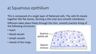 Epithelial Tissue | PPTX