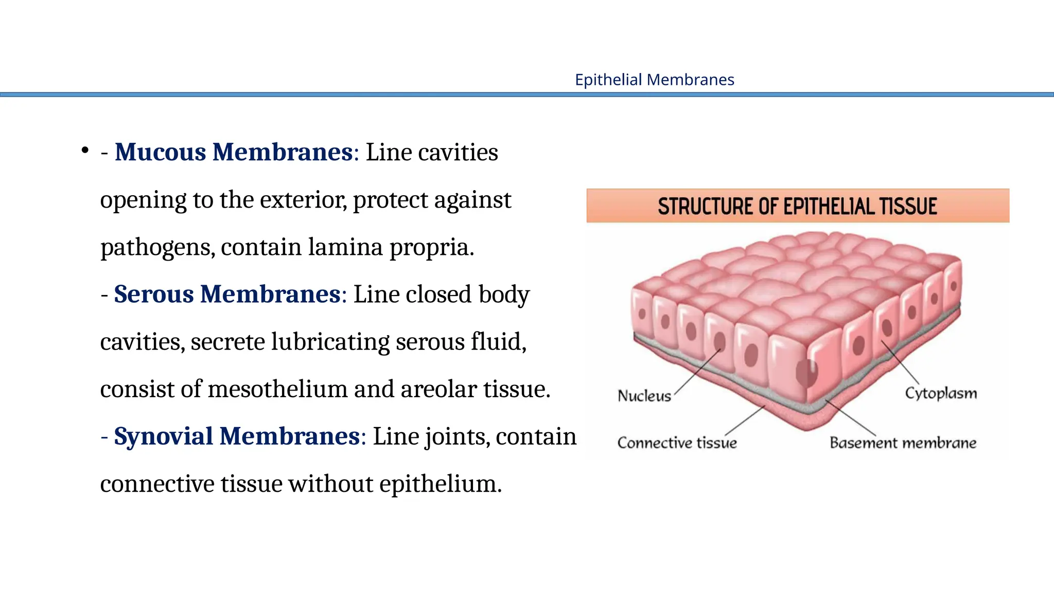 Epithelial Tissues Vinyas (2).pptxnajsjjs | PPTX