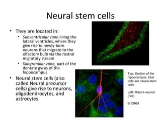 Epithelia stem cells | PPT