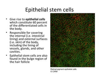 Epithelia stem cells | PPT