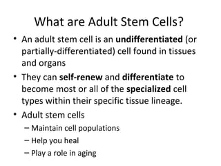 Epithelia stem cells | PPT