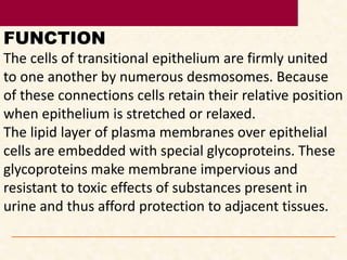 Epithelia tissue.pptx
