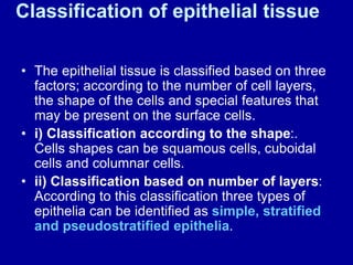 EPITHELIA TISSUES.ppt