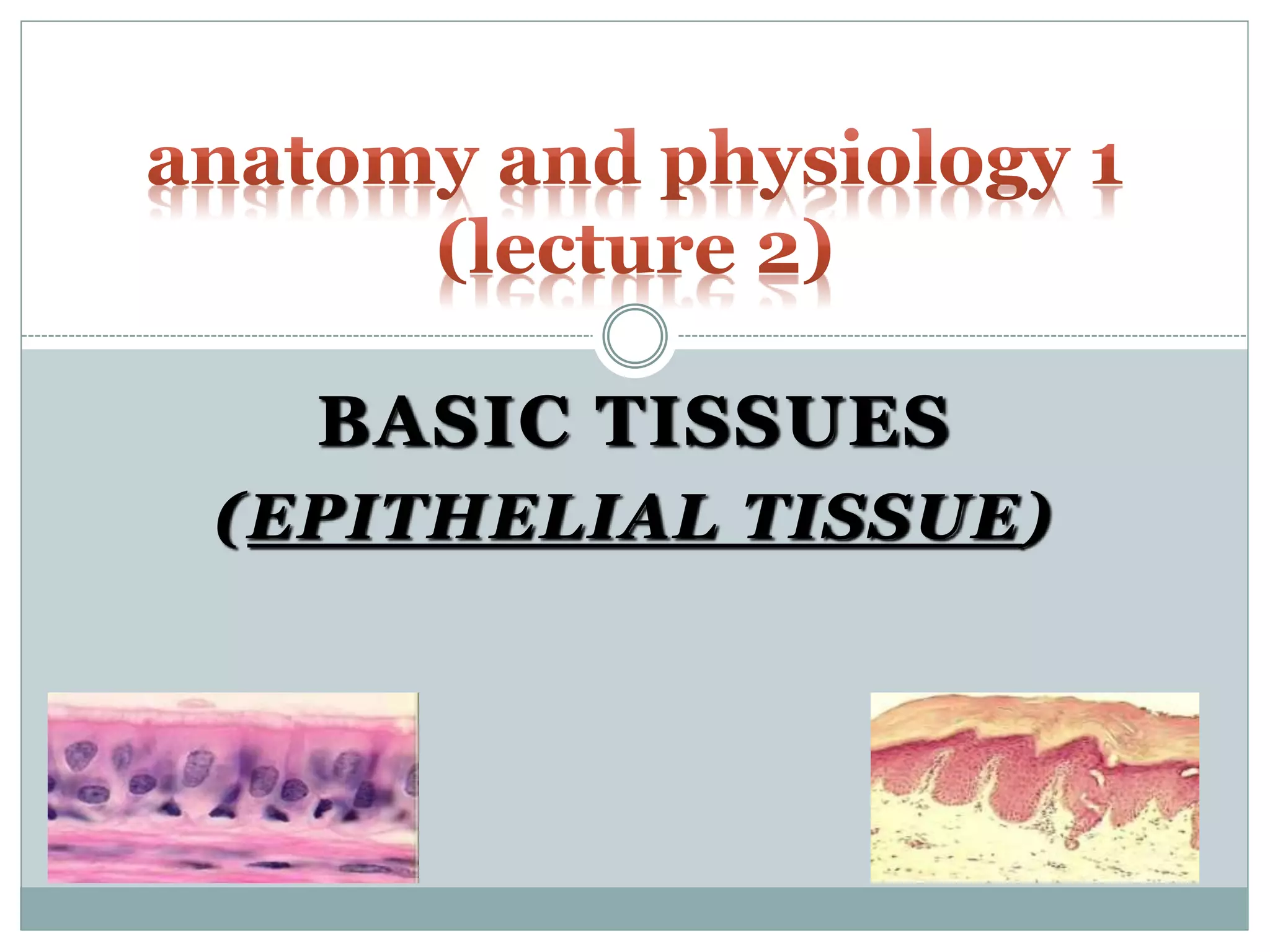 epithelia Tissues.pptx