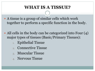 epithelia Tissues.pptx