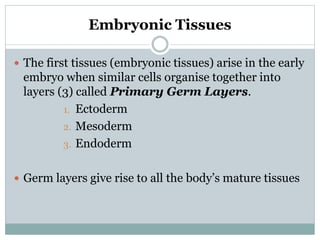 epithelia Tissues.pptx
