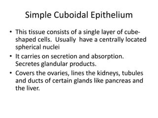Epithelium-1.ppt