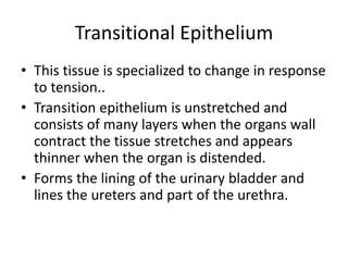 Epithelium-1.ppt