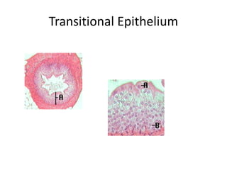 Epithelium-1.ppt