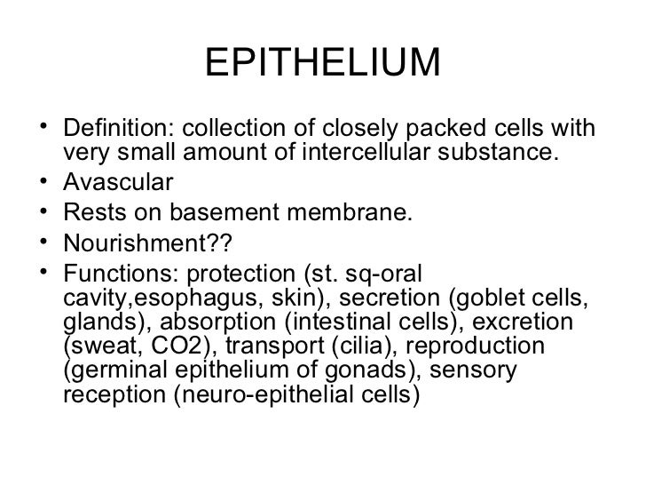 Epithelial Cell Definition