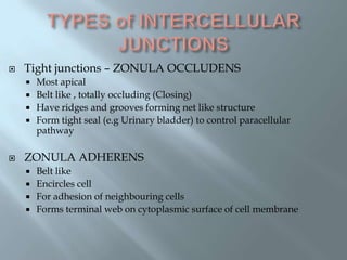 Epithelium | PPTX