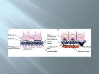 Epithelium | PPT