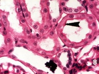 Simple Cuboidal Epithelium Kidney 400x