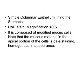 Simple Cuboidal Epithelium 100x